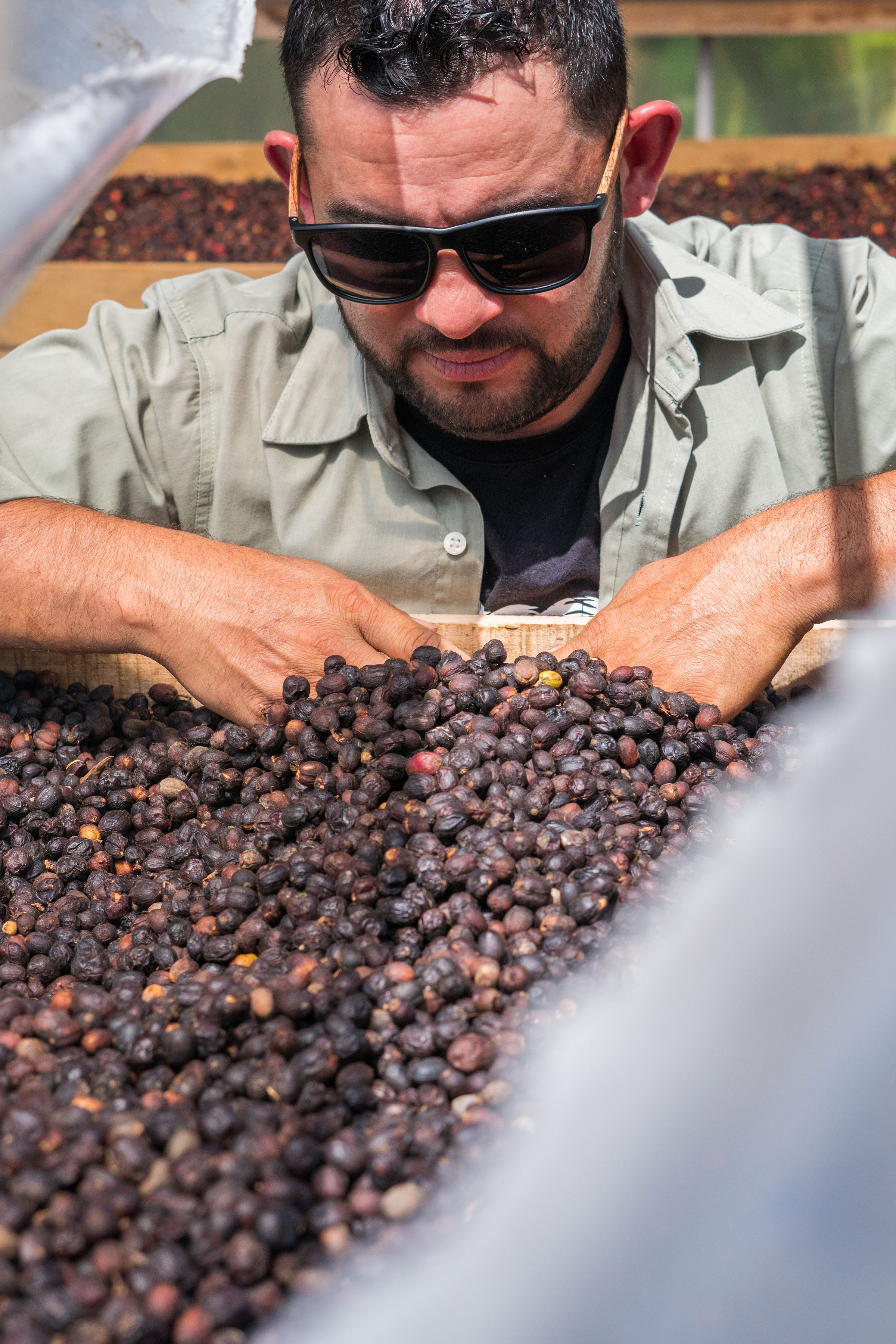 Kwiso Coffee | Tarrazú | Costa Rica