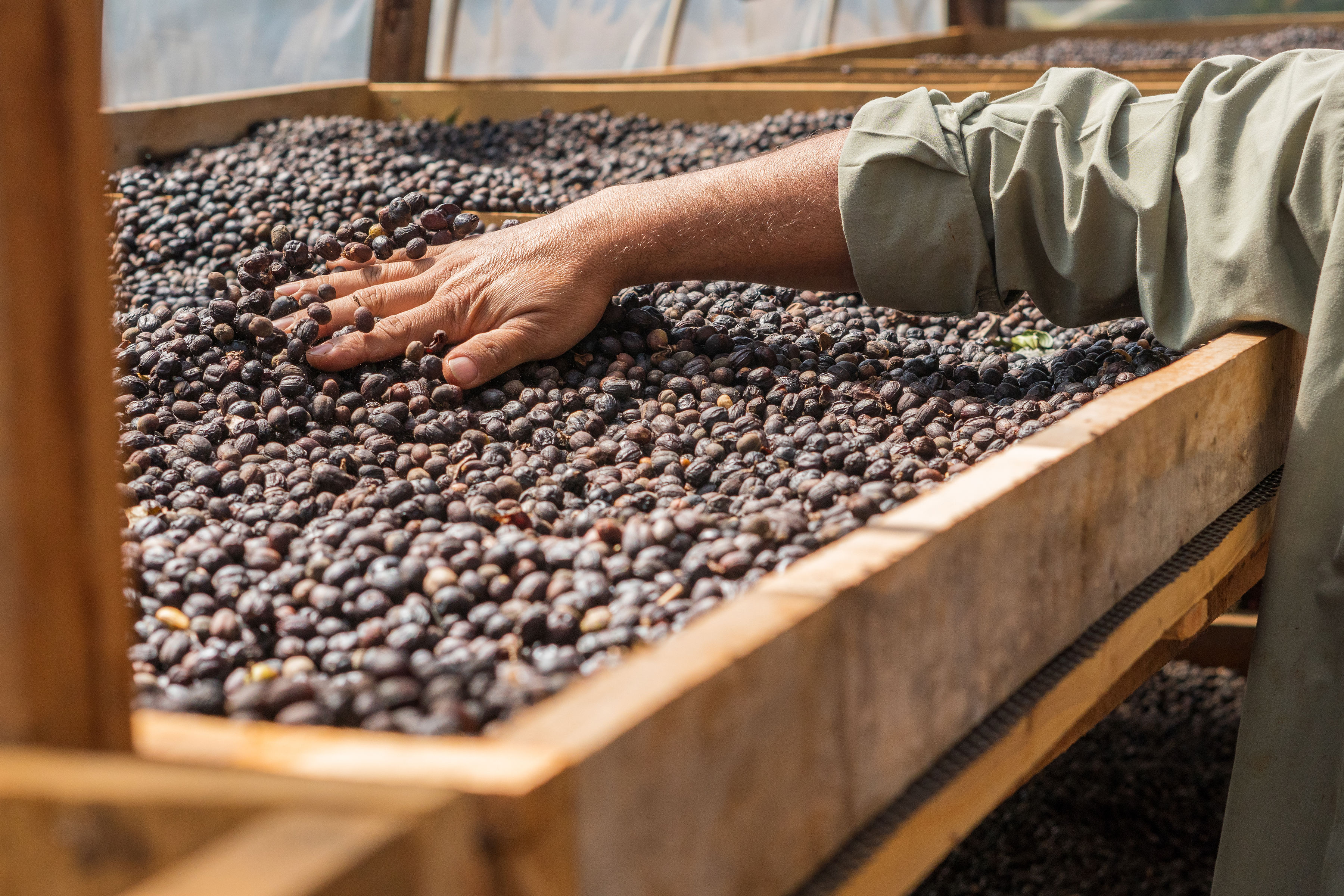 Kwiso Coffee | Tarrazú | Costa Rica
